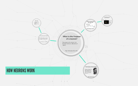 HOW Neurons by John Matus on Prezi