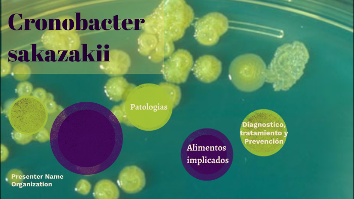 cronobacter sakazakii by Noelia Pereira on Prezi