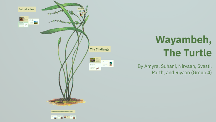 Wayambeh, The Turtle by Amyra Bedi on Prezi