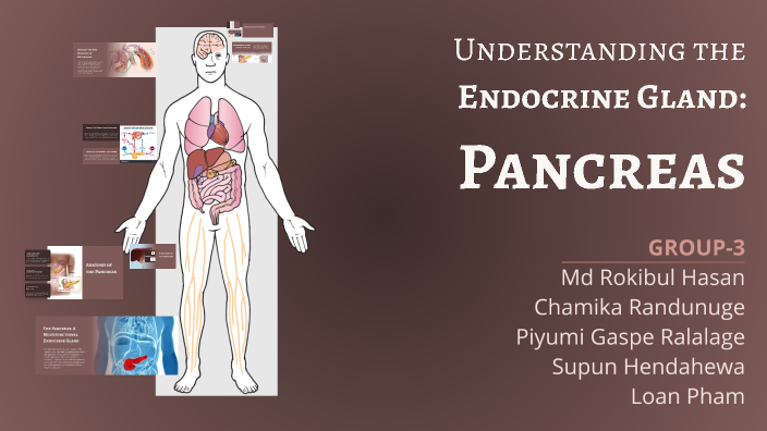 Understanding the Endocrine Gland: The Pancreas by MD ROKIBUL HASAN on ...