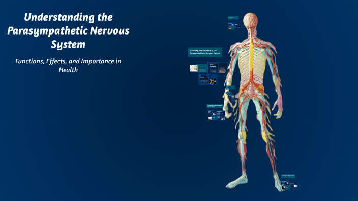 Understanding the Parasympathetic Nervous System by keerthana mohanraju ...