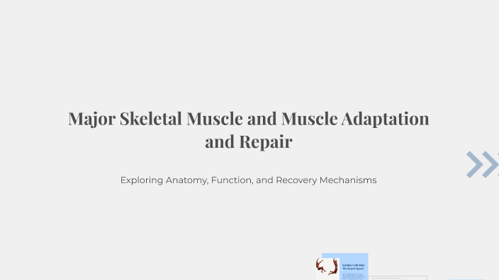 Major Skeletal Muscle and Muscle Adaptation and Repair by Sharifa Hayle ...