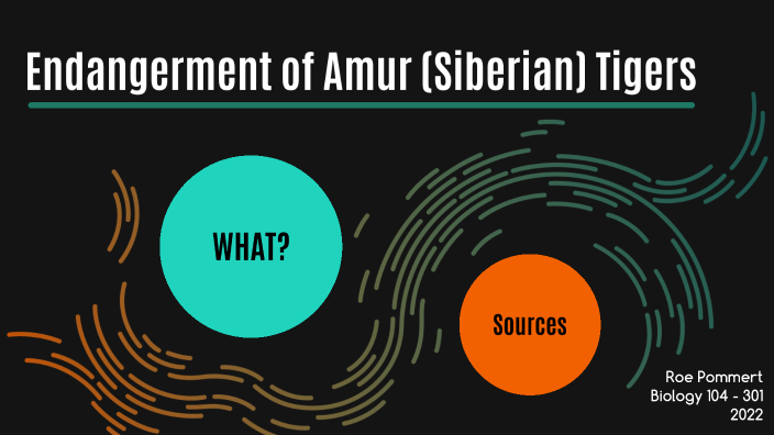 Siberian Tiger Extinction by Roeli Pomm on Prezi