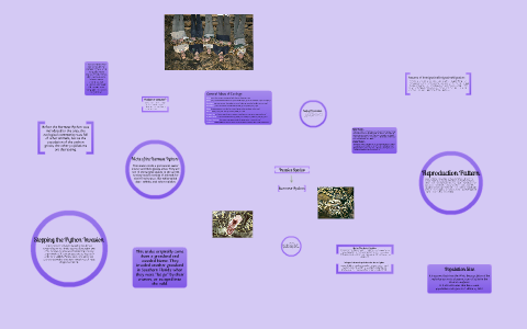 Invasive Species Burmese Python by Halle King on Prezi