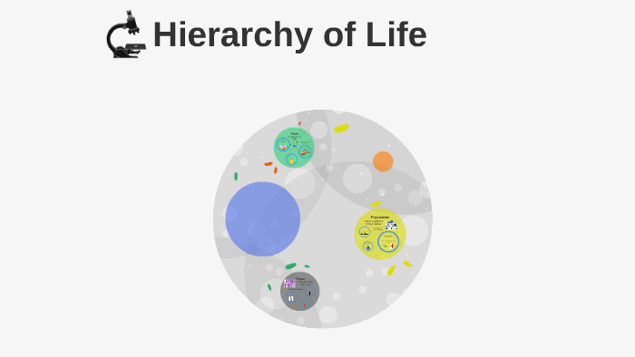 Hierarchy of Life by Adrian Hardy on Prezi