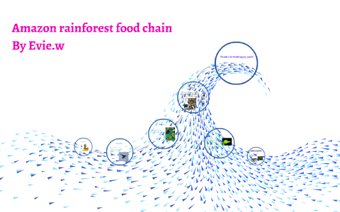 Amazon rainforest food chain By Evie.w by Woodford Chestnut