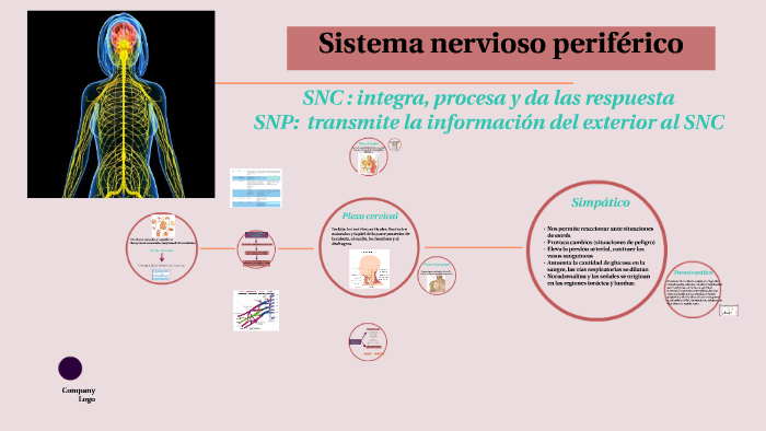 Sistema nervioso periférico by idalia diaz on Prezi
