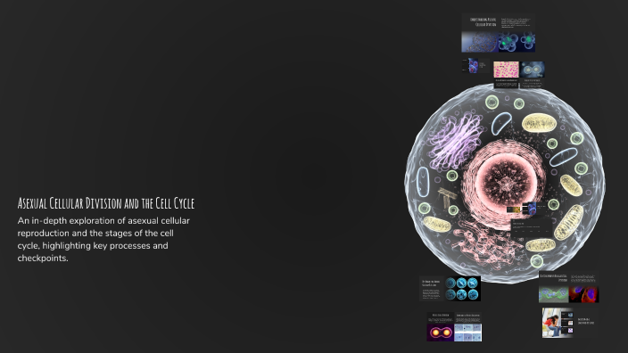Asexual Cellular Division and the Cell Cycle by Patricia Urso on Prezi