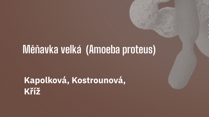 Měňavka velká by Bětulka Kostrounová on Prezi