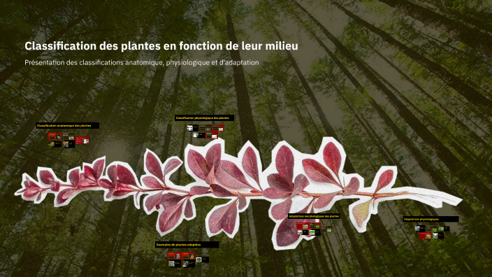 Classification des plantes en fonction de leur milieu by Anaïs LORDINOT ...