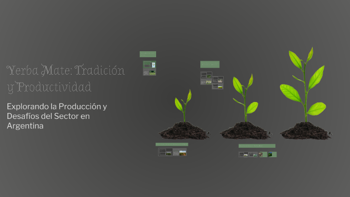 Yerba Mate: Tradición y Productividad by Alejandro Rod on Prezi