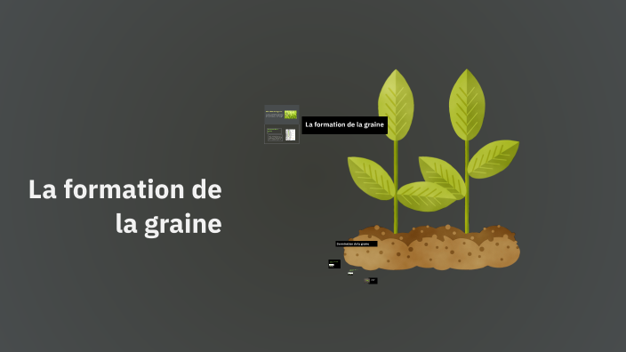 La formation de la graine by amina elhachimi on Prezi