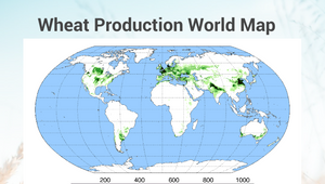 American Wheat Map by simon hua on Prezi Design