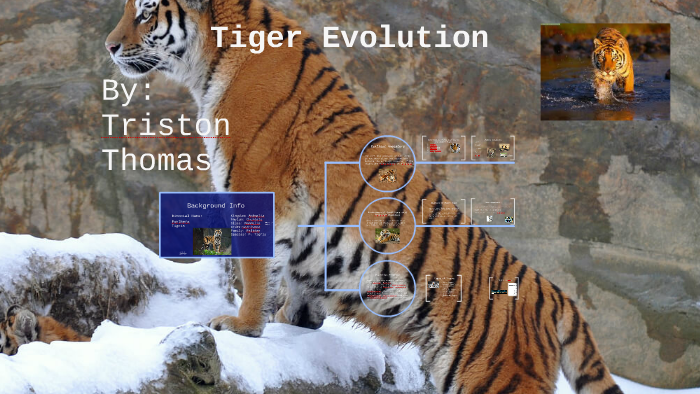 Tiger Evolution by Triston Thomas on Prezi