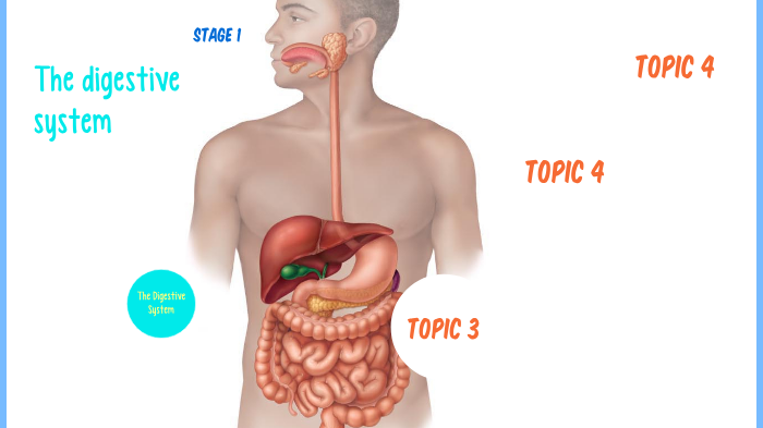 The Digestive System by Ruby Cichero on Prezi