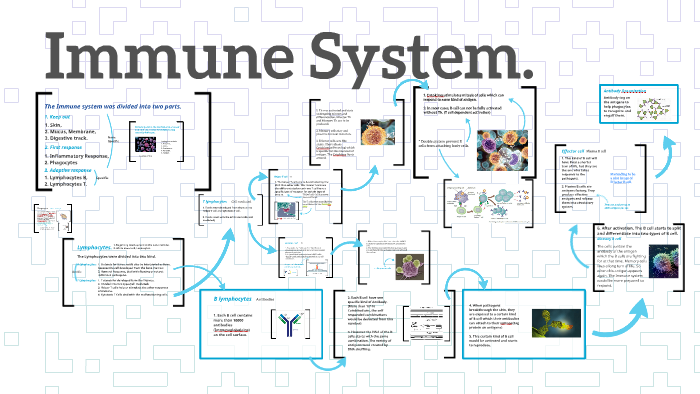 Immune System by Jackson Jiang on Prezi