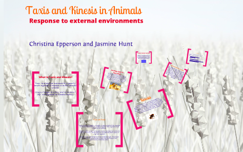 Taxis and kinesis in animals by Christina Epperson on Prezi