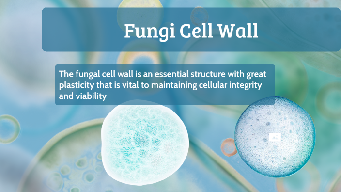 Fungi Cell wall by shayan sepehri on Prezi