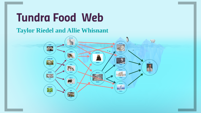 Tundra Food Web by Allie Whisnant on Prezi