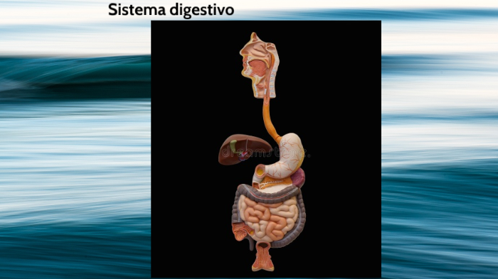 Sistema Digestivo by flavio Trocello on Prezi