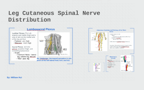 Leg Cutaneous Spinal Nerve Distribution by William Hui on Prezi