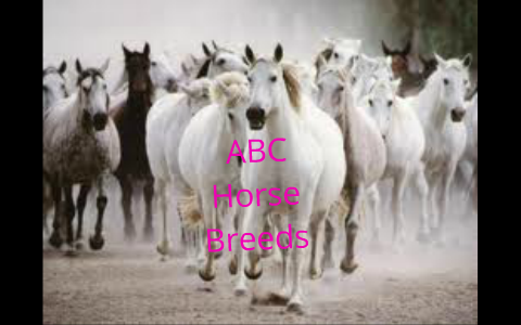 Abc Horse Breeds by Morgan Beaudo on Prezi