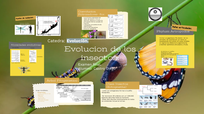 Evolucion de insectos by Diego Castro on Prezi
