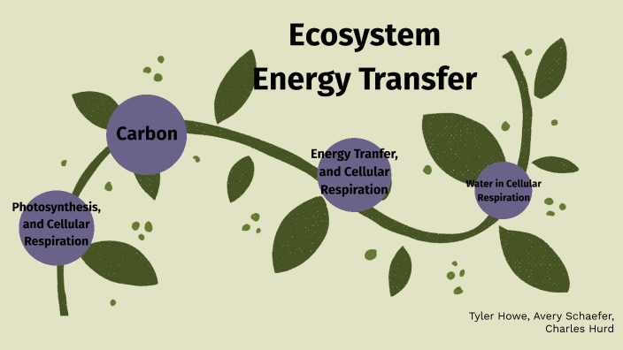 Ecosystem Energy Transfer by Ike Hurd on Prezi