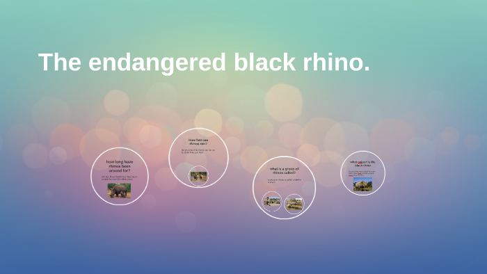what colour is the black rhino by megan bastable on Prezi