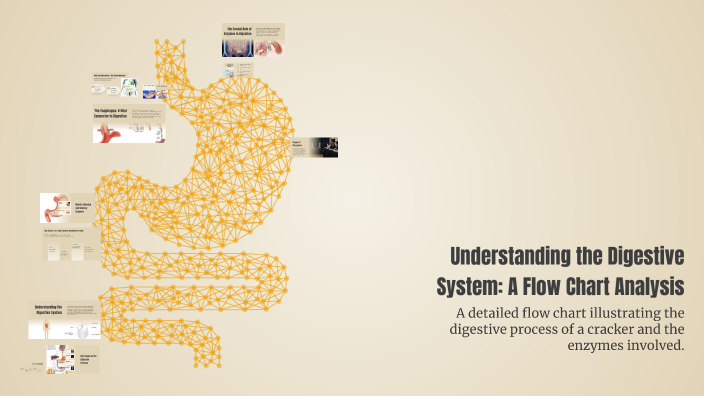 Understanding the Digestive System: A Flow Chart Analysis by Orion ...