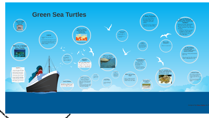 Green sea turtles by Emoline Millsaps on Prezi