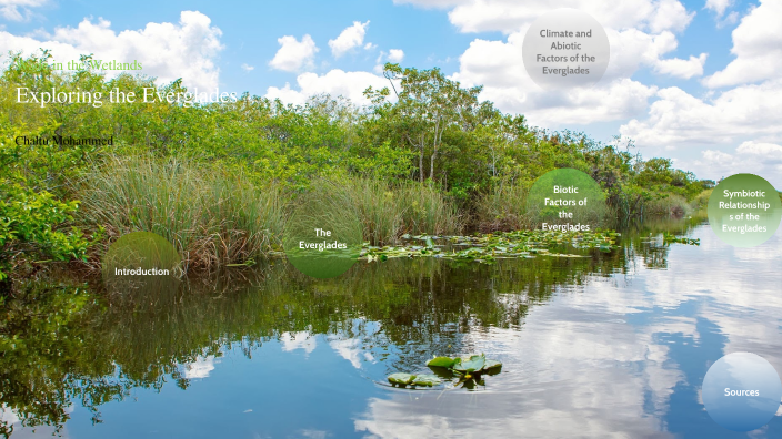 Wetlands - Biology Project by Mohammed Chaltu on Prezi