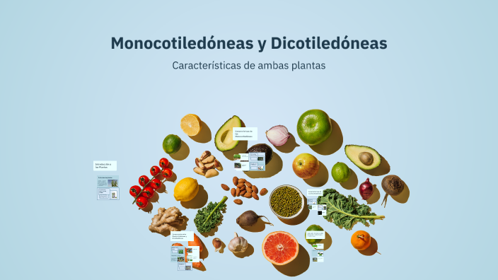 Monocotiledóneas y Dicotiledóneas by NOEL DUARTE on Prezi