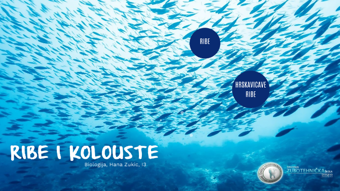 Ribe i kolouste by Hana Zukic on Prezi