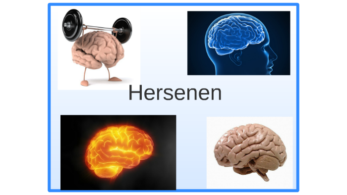 Delen van hersenen by teun hofstra on Prezi