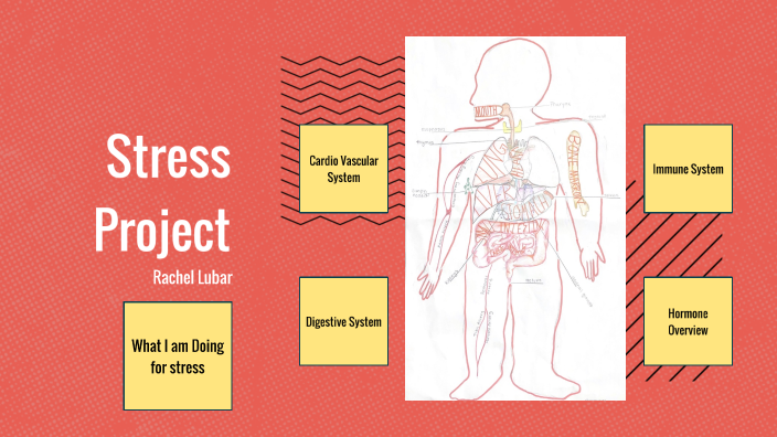 Stress Project by Rachel Lubar on Prezi