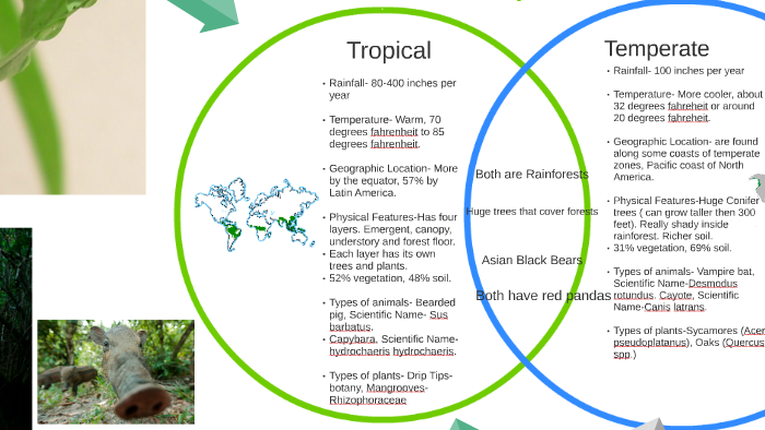 Comparing two ecosystems by Anna Katness on Prezi