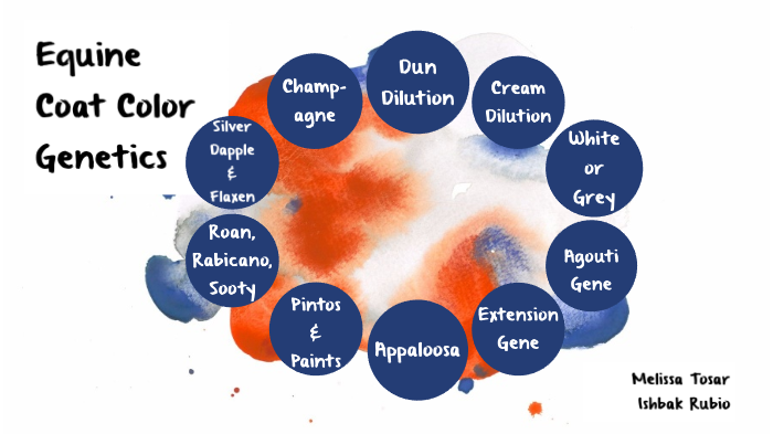 Equine Coat Color Genetics by Ishbak Rubio on Prezi