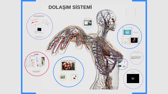 DOLAŞIM SİSTEMİ - 2022 by fulda BOL on Prezi