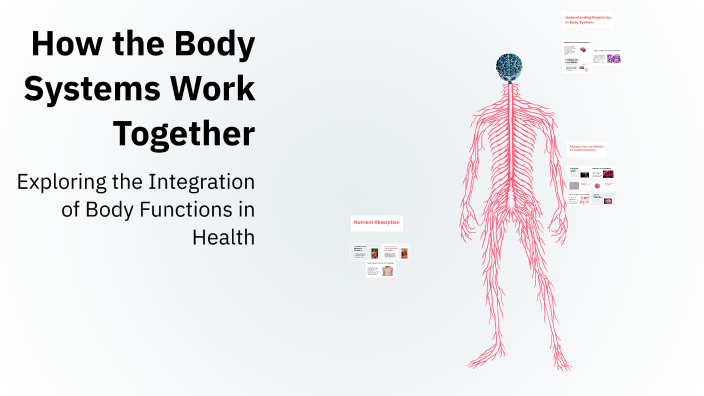 How the Body Systems Work Together by rocco bravo on Prezi