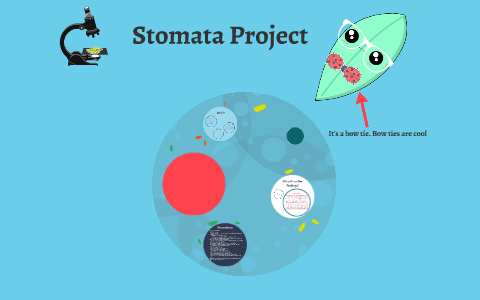 Stomata Project by Jennifer Ascher on Prezi