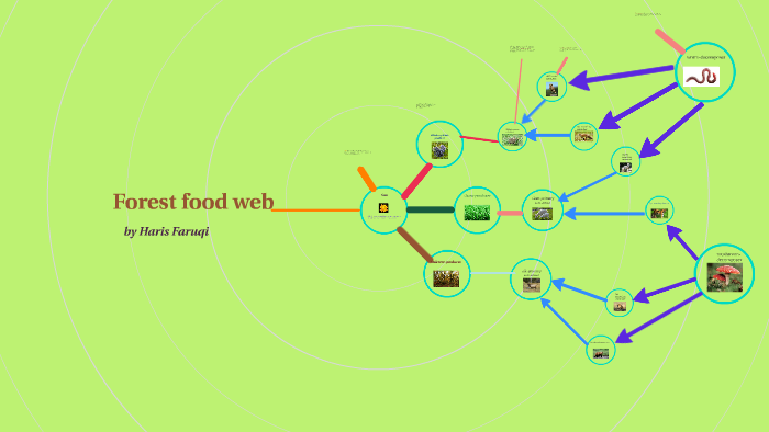 forest food web by haris faruqi on Prezi
