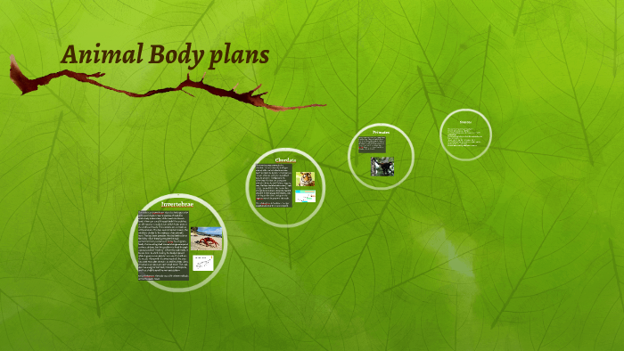 Animal Body plans by Katie Huseman on Prezi