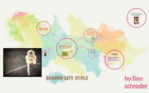 baboon life cycle by Finn Schroder on Prezi