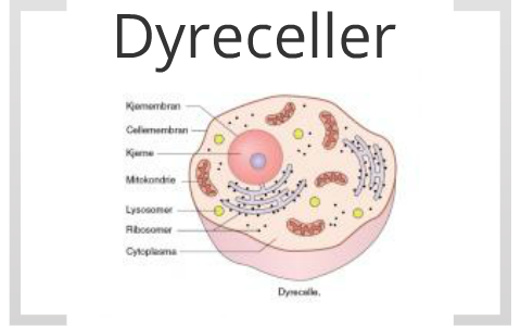 Dyreceller by Ingrid Kielland on Prezi