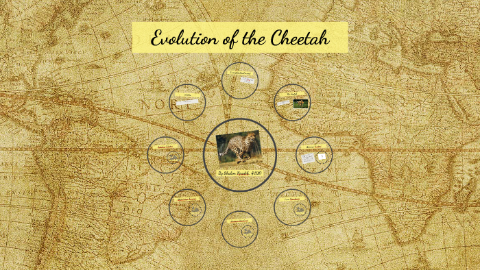 Evolution of the Cheetah by Shalom Kpadeh on Prezi