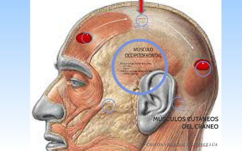 MÚSCULOS CUTÁNEOS DEL CRANEO by MARISOL MARTINEZ on Prezi