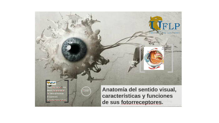 Anatomía del sentido visual by Jackie Chavez Camacho on Prezi