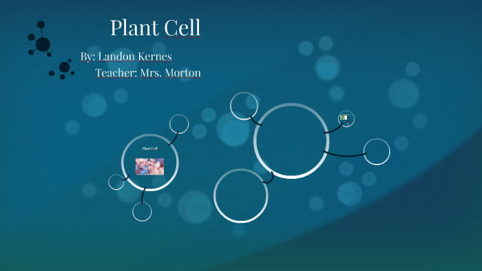 Cherry Blossom Cells by Lauren Kernes on Prezi