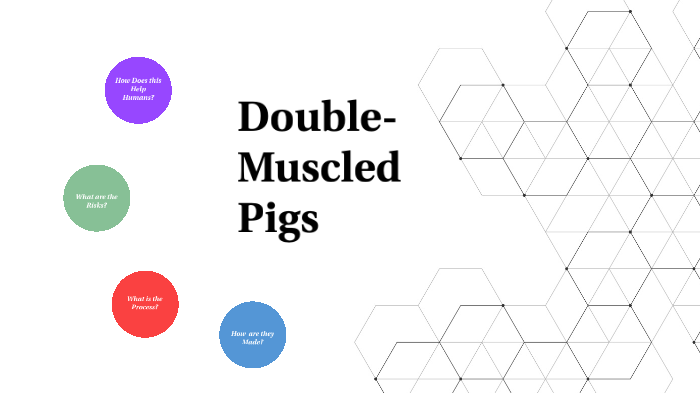 Double-Muscled Pigs by Hallie Reese on Prezi